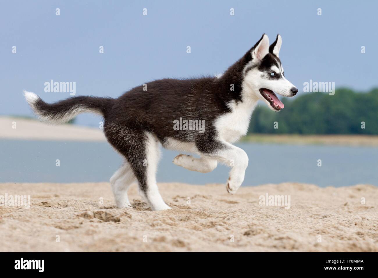 Husky profile hi-res stock photography and images - Alamy