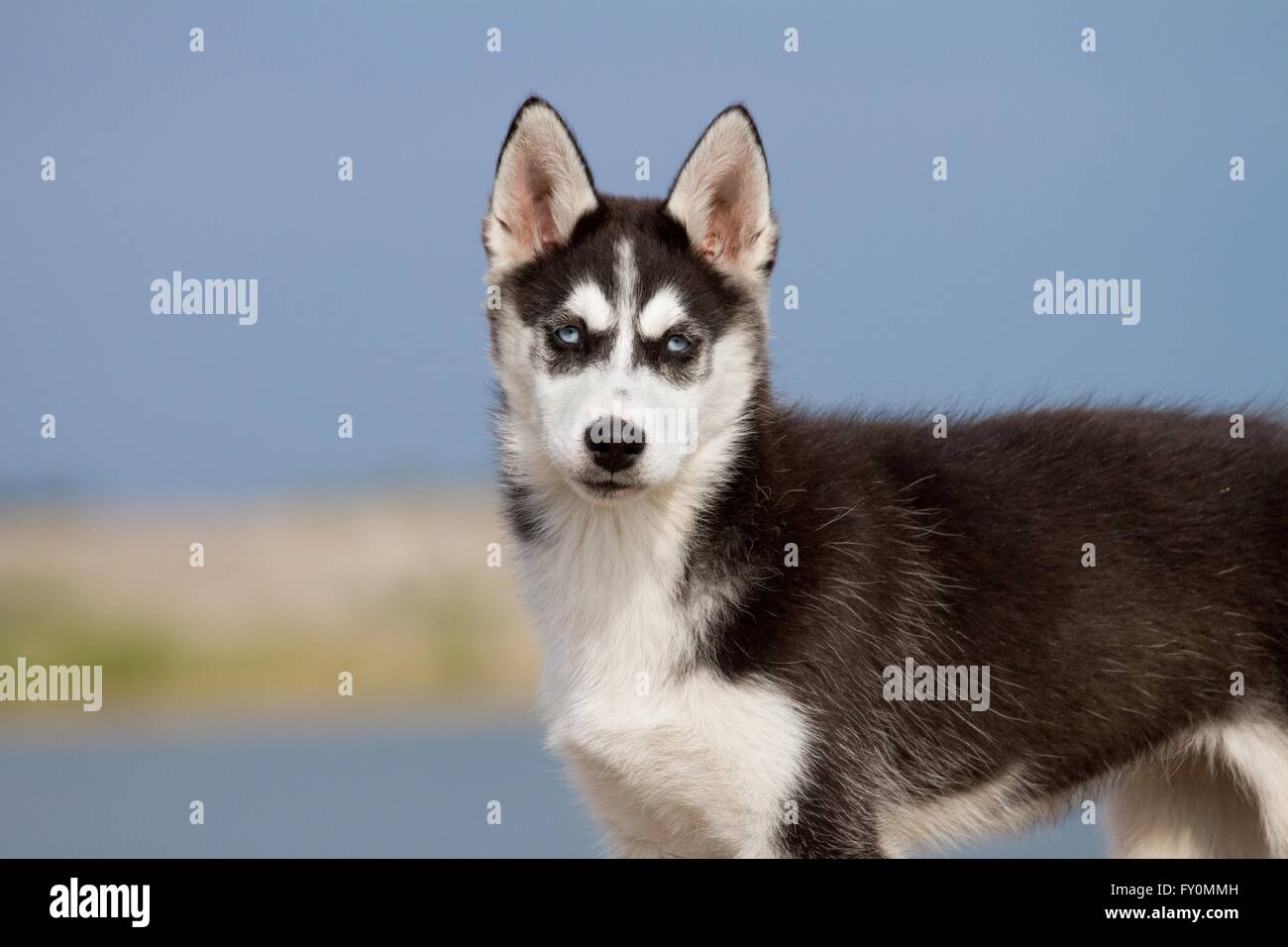 Siberian husky puppy side view hi-res stock photography and images - Alamy