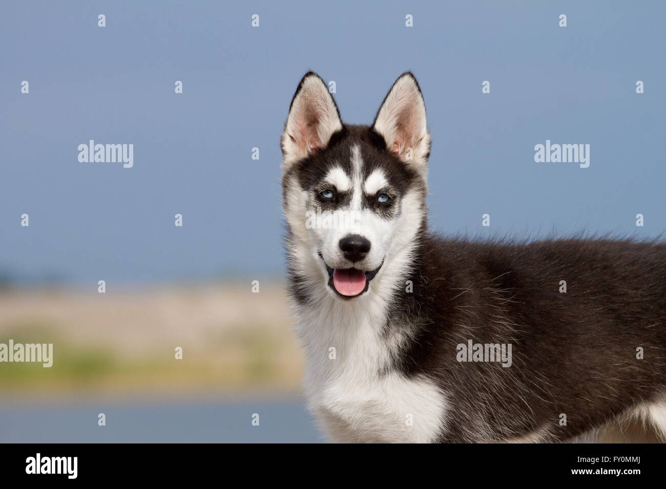 Siberian husky puppy side view hi-res stock photography and images - Alamy
