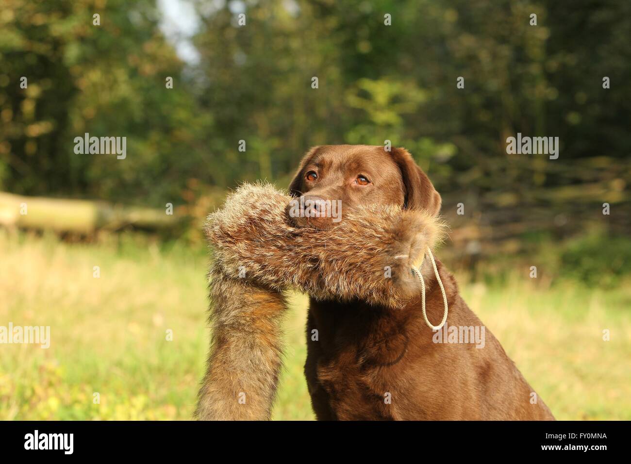 retrieving Labrador Retriever Stock Photo - Alamy