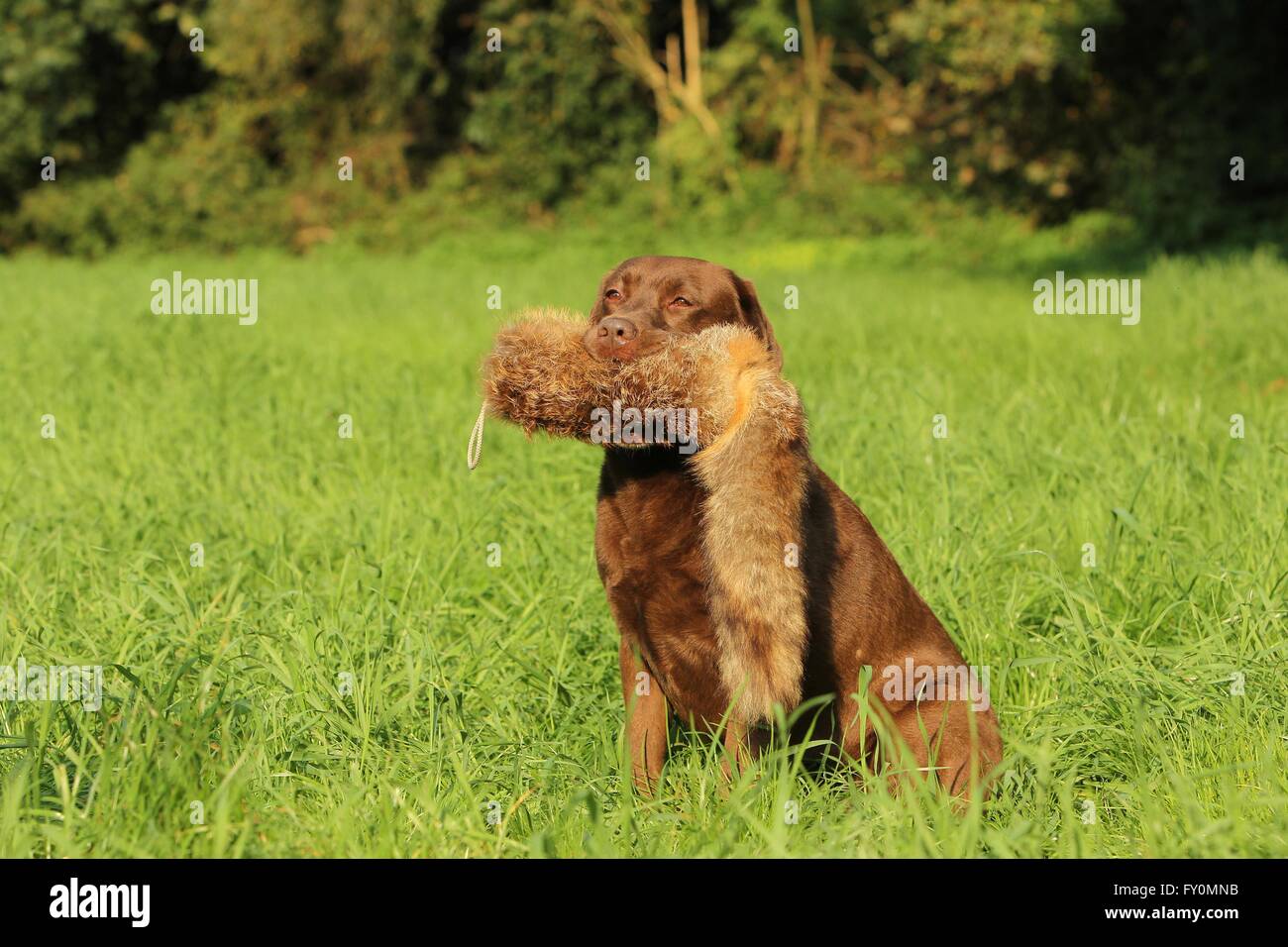 Labrador Retriever, Sitz, sitzen, sitzt, sitzend, sit, sits, sitting ...