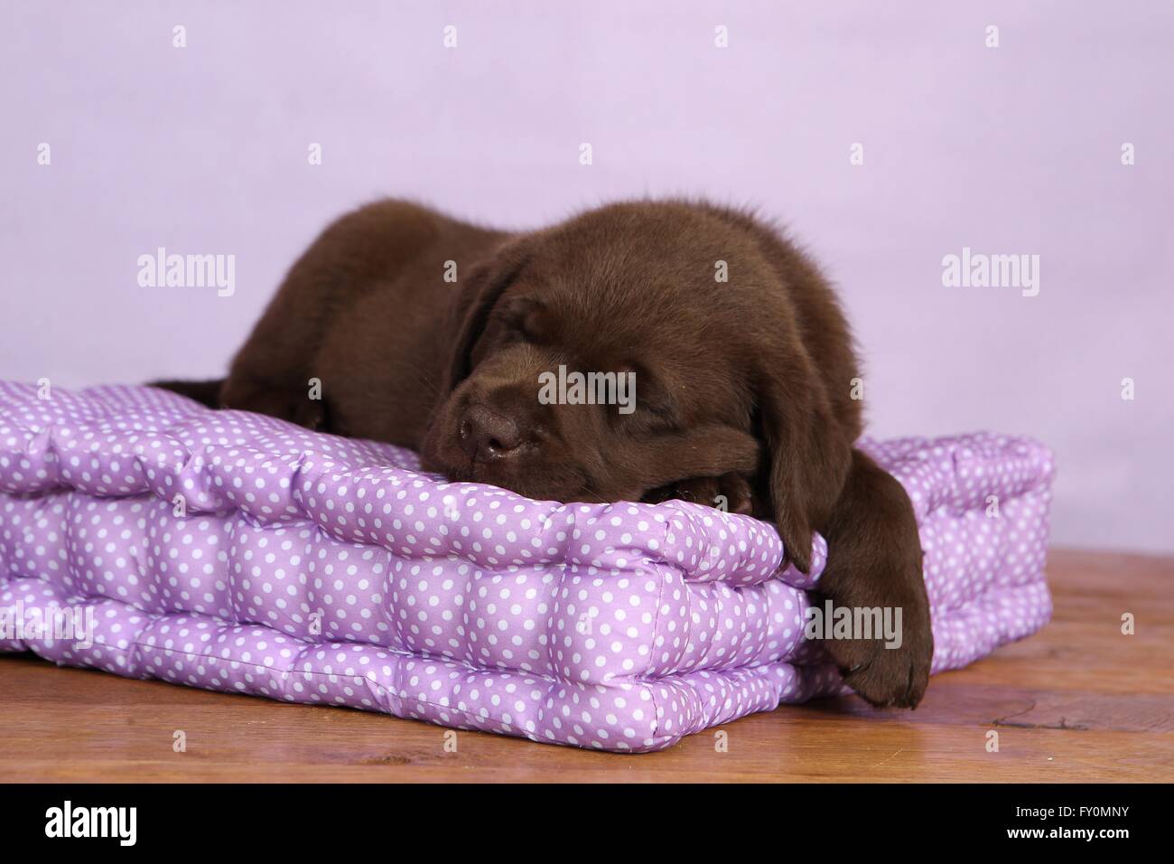 Labrador sport hi-res stock photography and images - Alamy