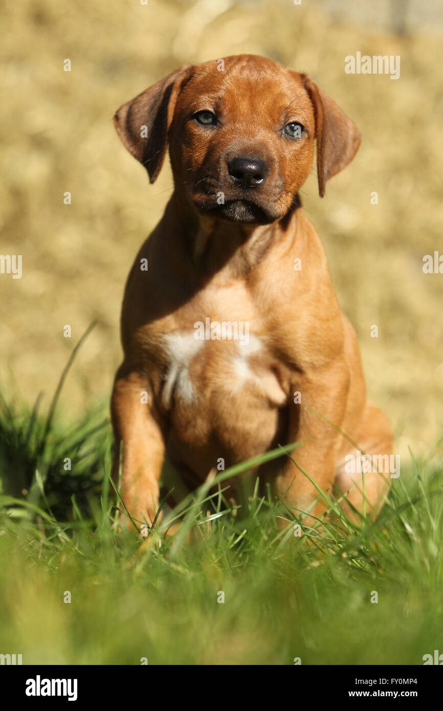 Rhodesian Ridgeback Puppy Stock Photo - Alamy