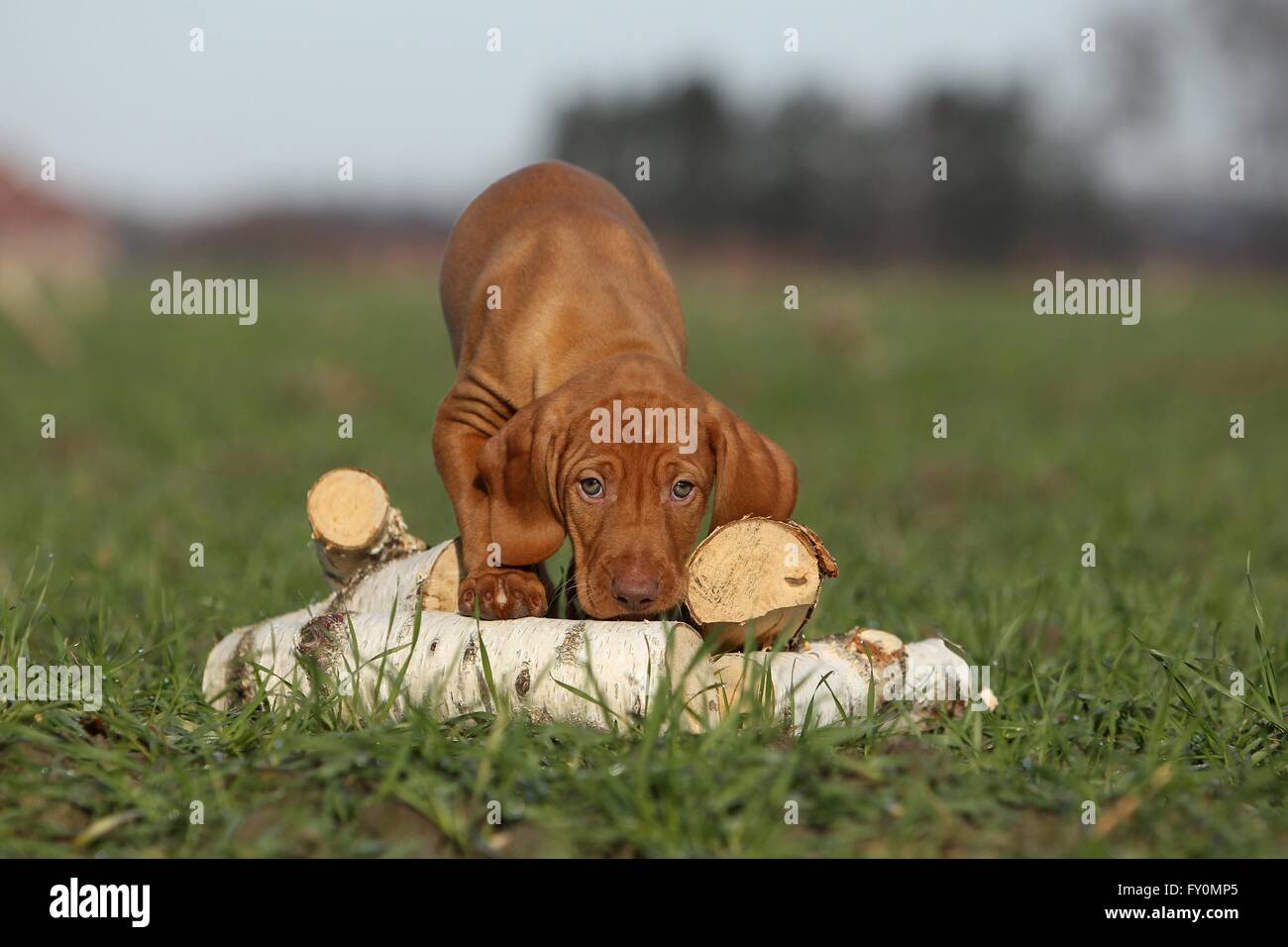 shorthaired Magyar Vizsla Puppy Stock Photo - Alamy