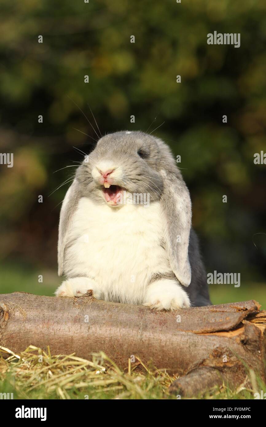 Rabbit yawning hi-res stock photography and images - Alamy