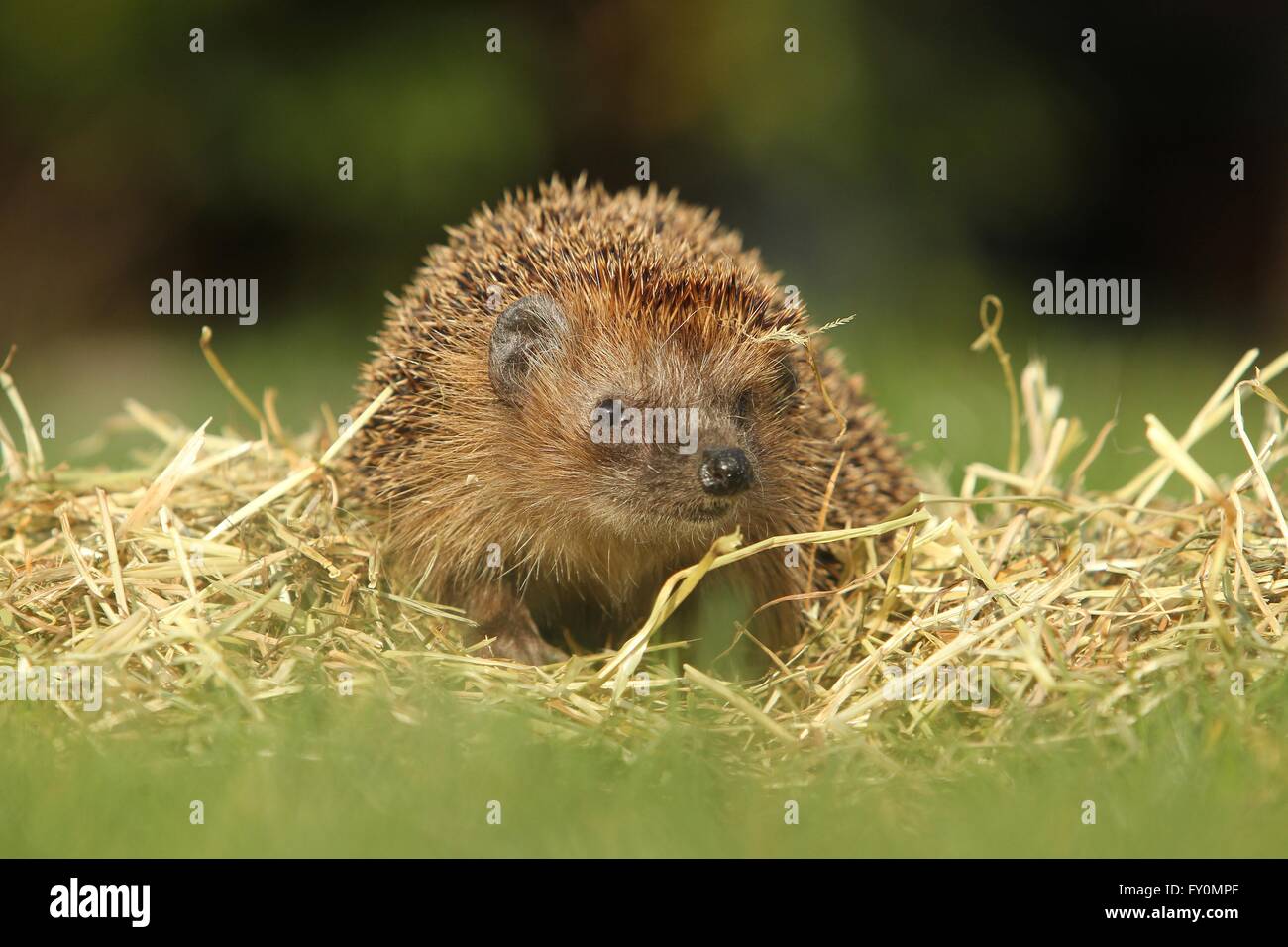 Hedgehog sun hi-res stock photography and images - Alamy