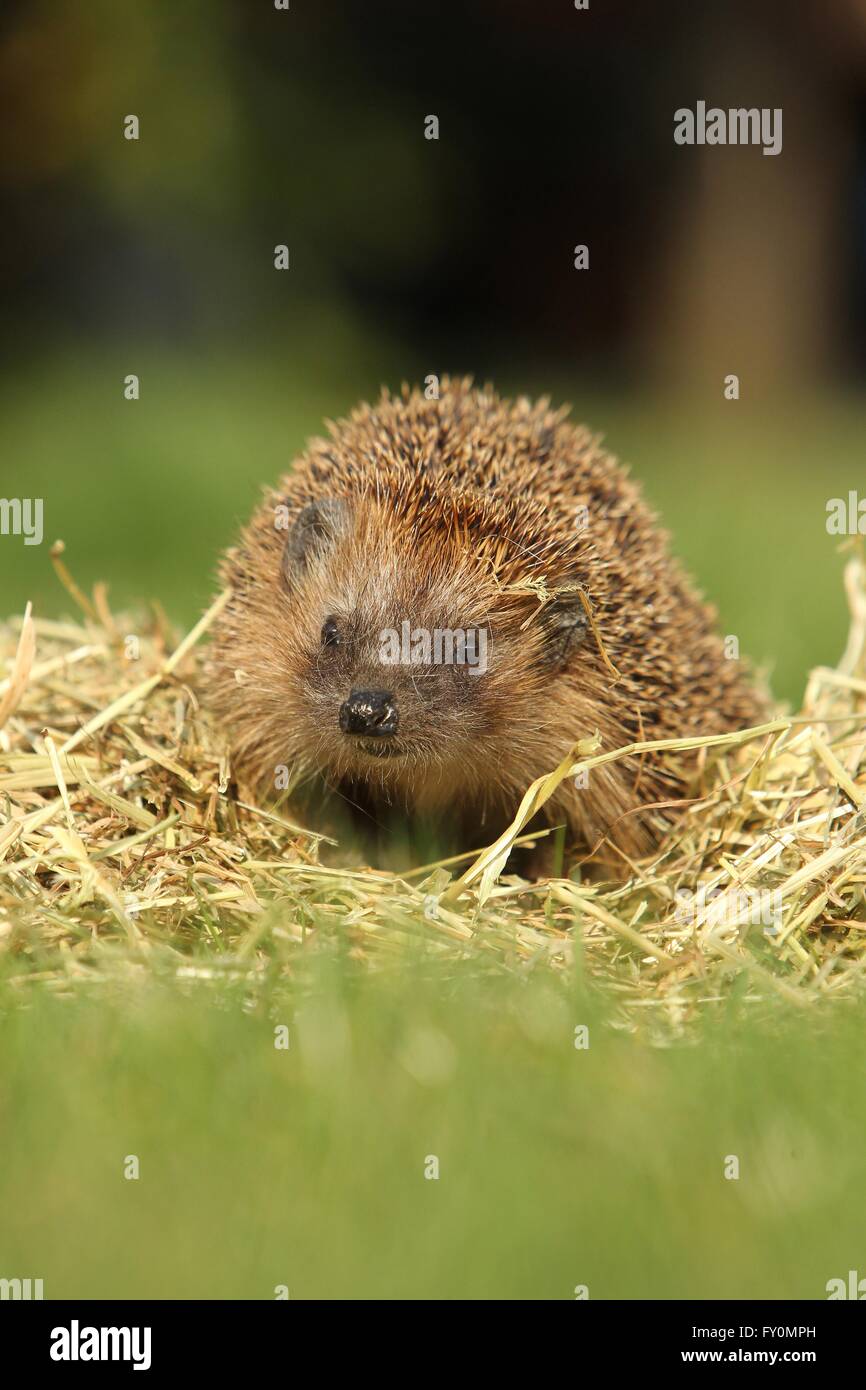 Hedgehogs hi-res stock photography and images - Alamy