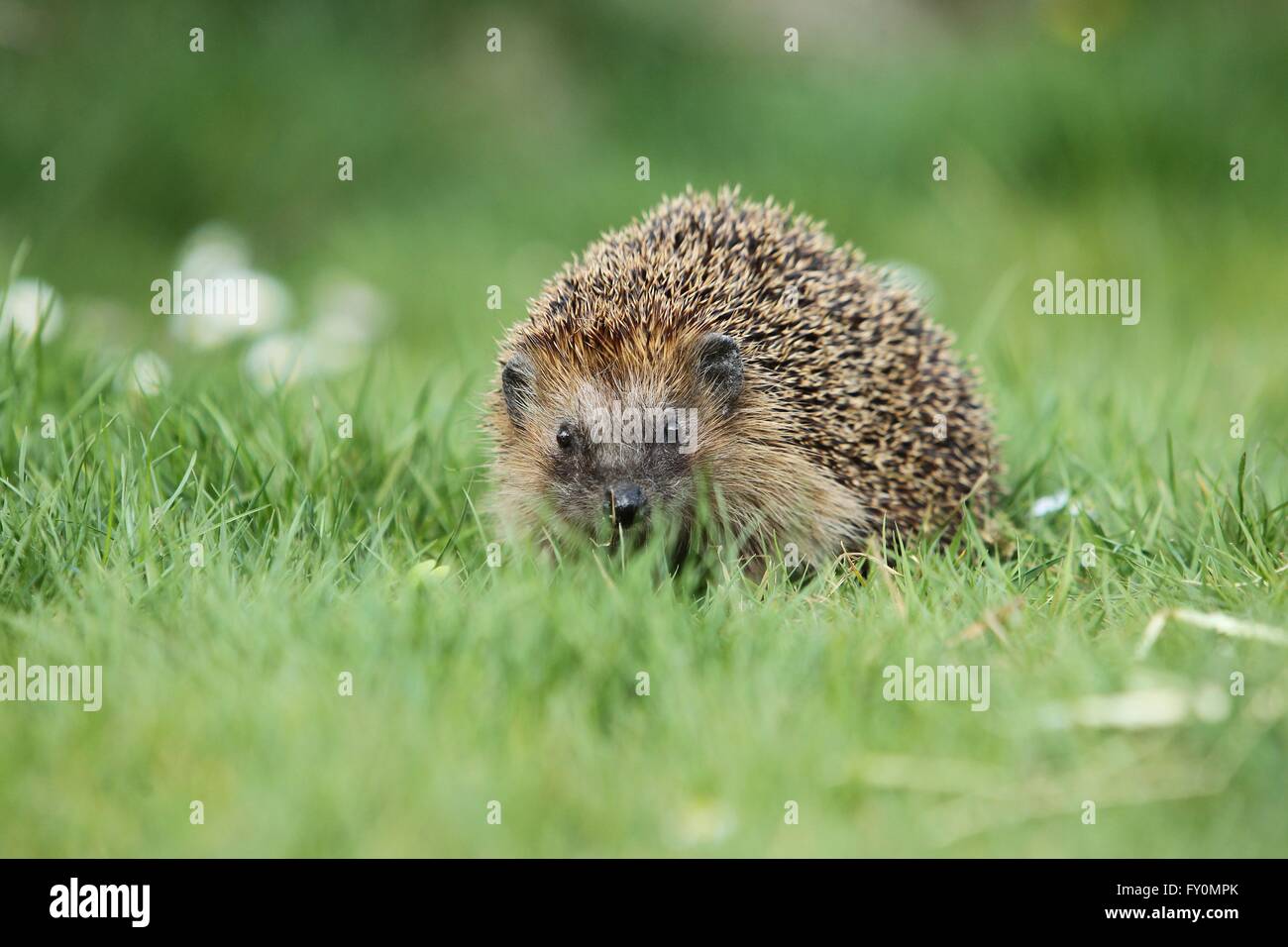 Hedgehogs hi-res stock photography and images - Alamy