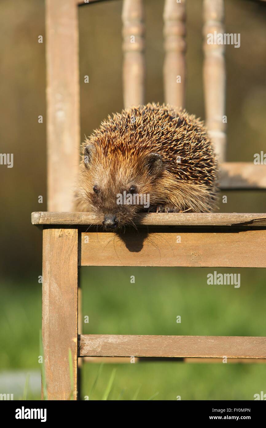Hedgehog summer hi-res stock photography and images - Alamy
