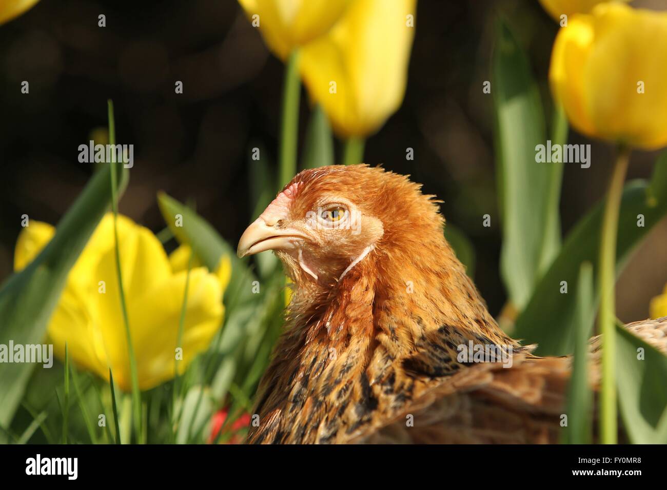 Brahmas hi-res stock photography and images - Alamy