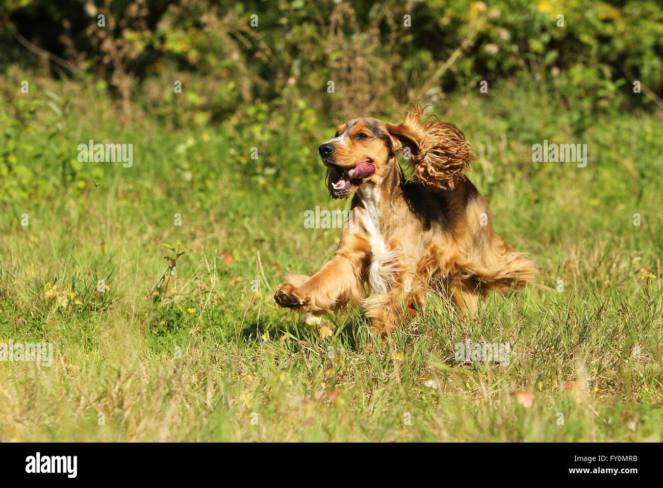 running English Cocker Spaniel Stock Photo - Alamy