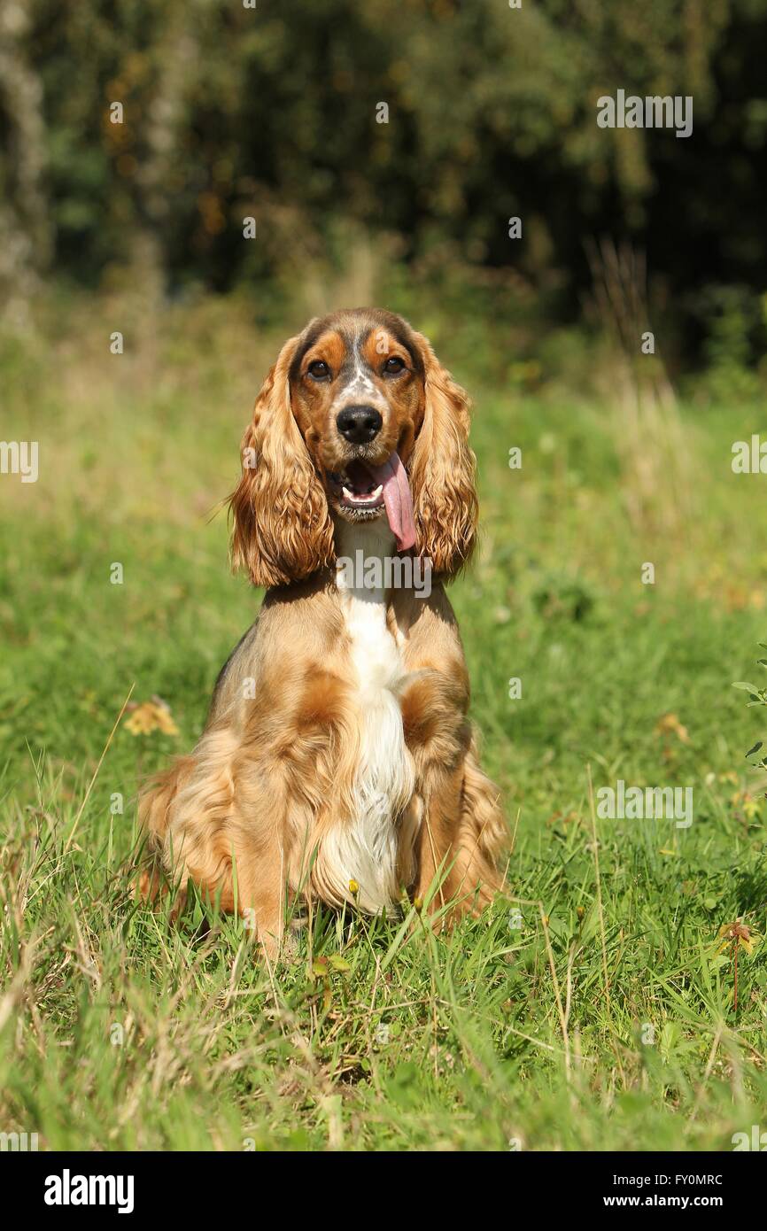 sitting English Cocker Spaniel Stock Photo - Alamy