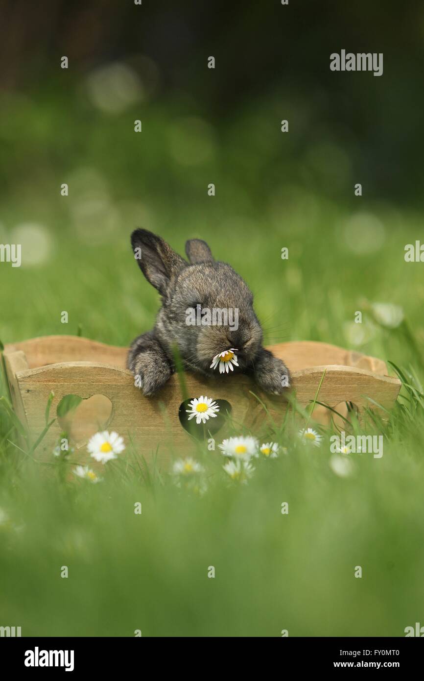 Baby Rabbit High Resolution Stock Photography and Images - Alamy