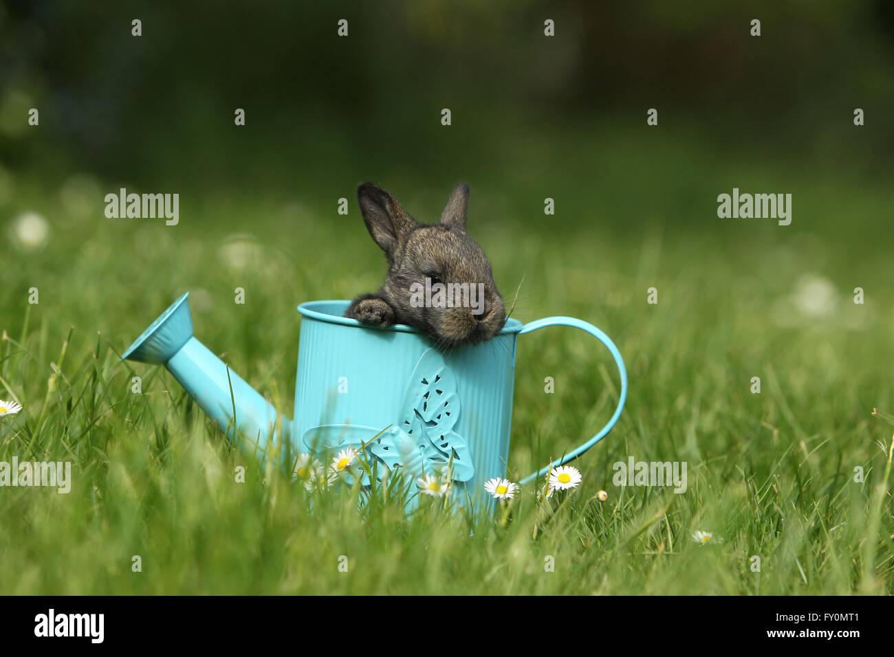 Rabbit pot hi-res stock photography and images - Alamy