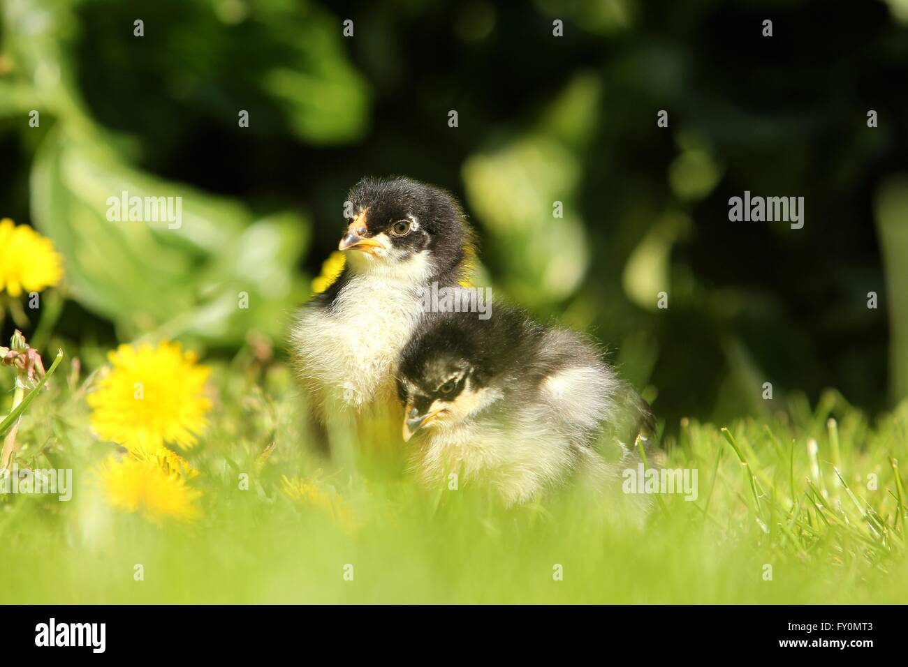 Immature chicks hi-res stock photography and images - Alamy