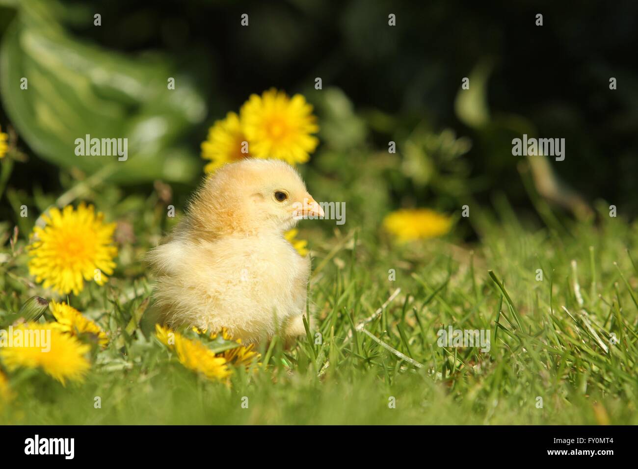 Chick flowers hi-res stock photography and images - Alamy