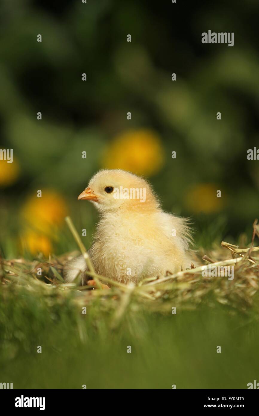 Size of chicks hi-res stock photography and images - Alamy