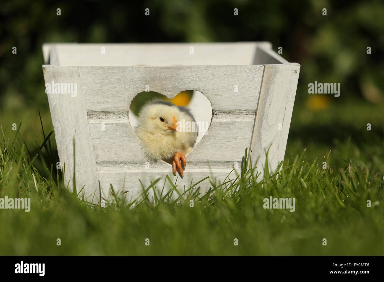 Baby chickens box hi-res stock photography and images - Alamy