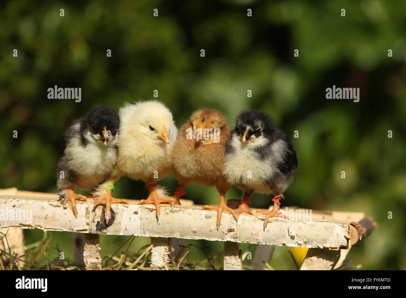 4 chicks hi-res stock photography and images - Alamy