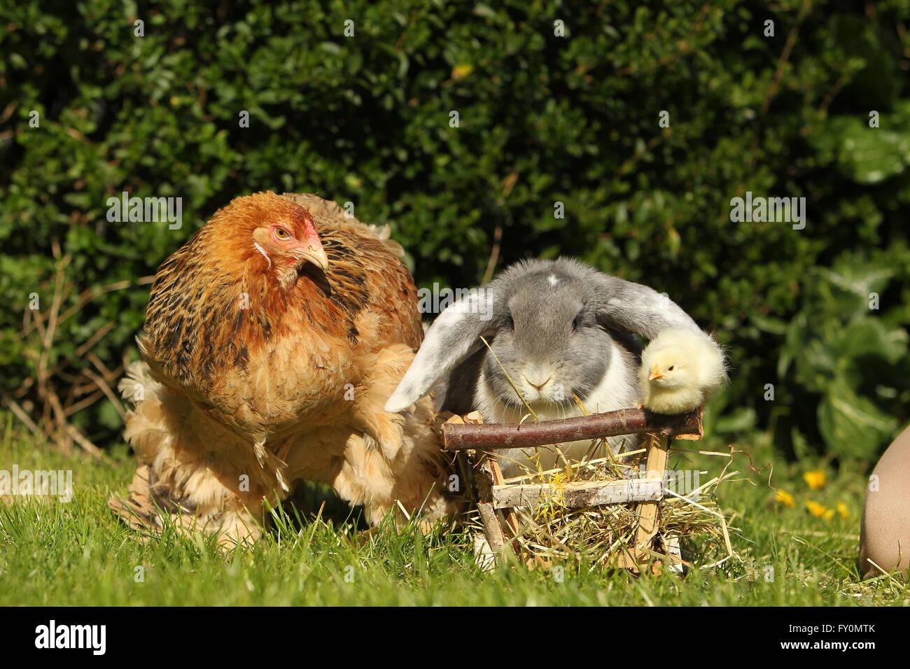 Friendship three pasture hi-res stock photography and images - Alamy