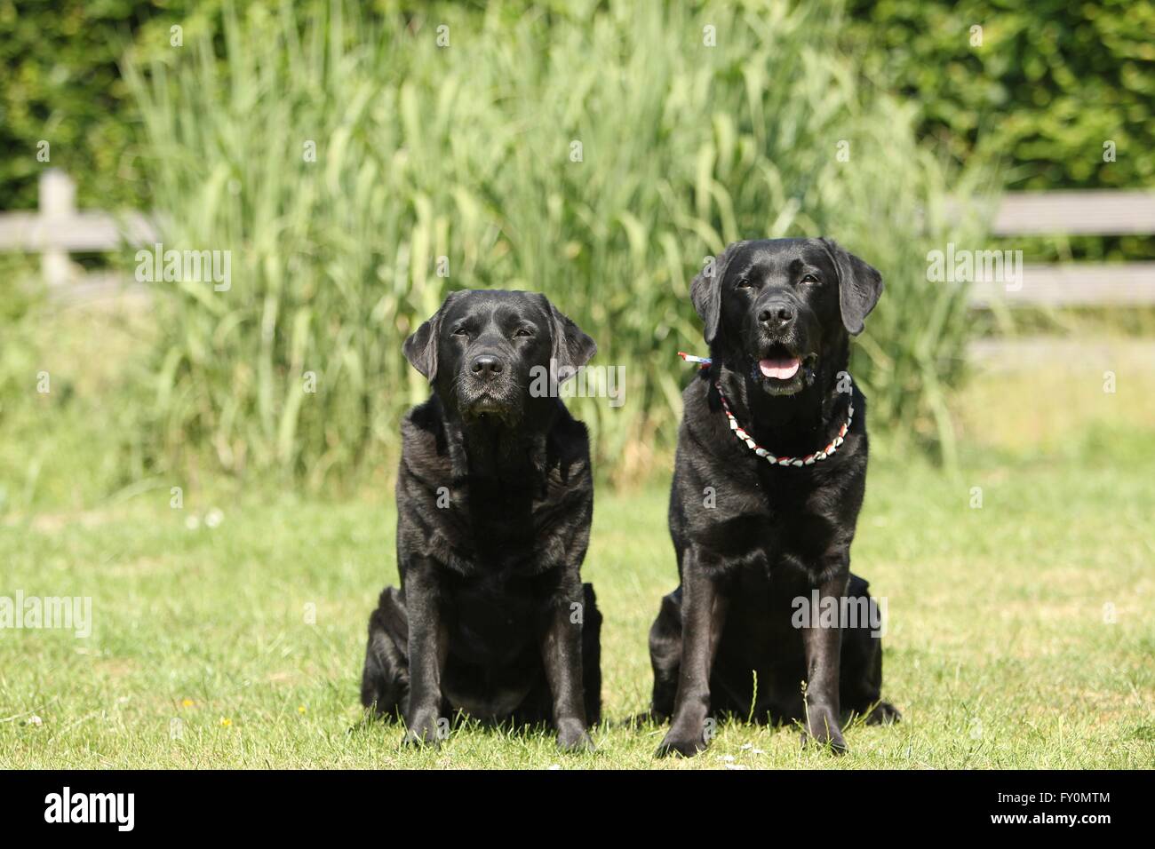 Two black labrador retrievers sitting hi-res stock photography and ...
