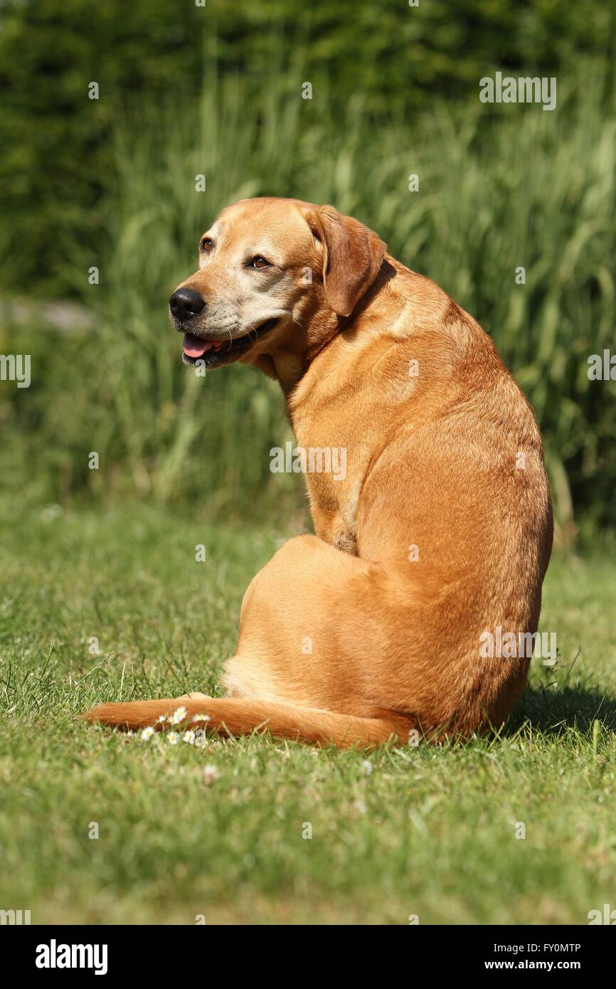 Labrador retriever dog sitting back hi-res stock photography and images ...