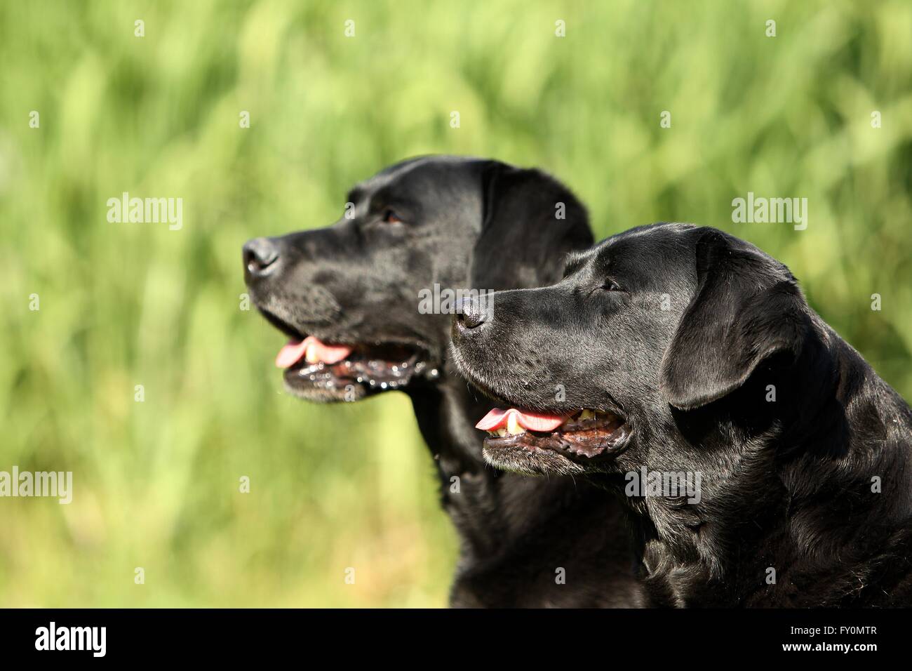 2 Labrador Retriever Stock Photo - Alamy
