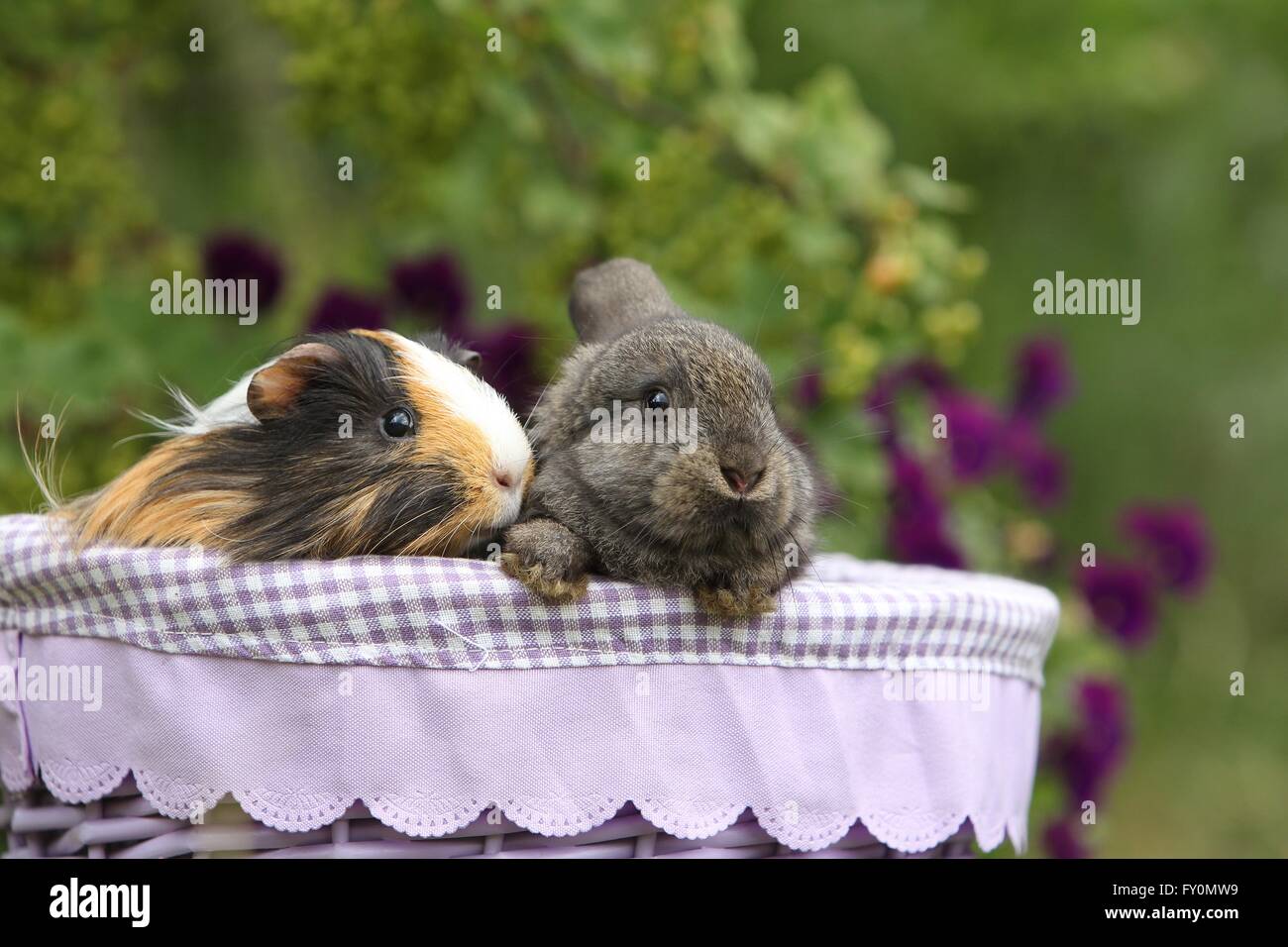 Cavia hi-res stock photography and images - Alamy