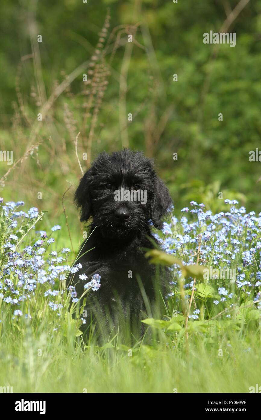 Giant Schnauzer Puppy Stock Photo - Alamy