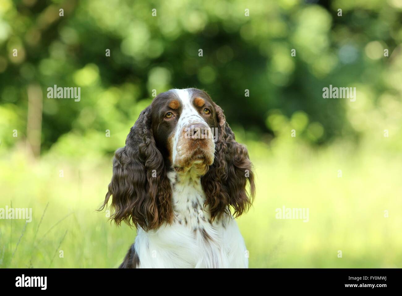 English Springer Spaniel Portrait Stock Photo - Alamy