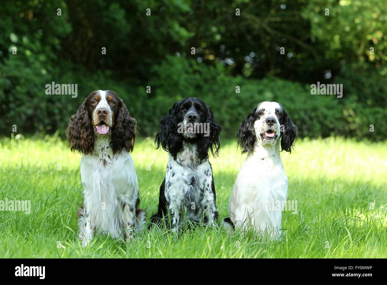 3 spaniels hi-res stock photography and images - Alamy