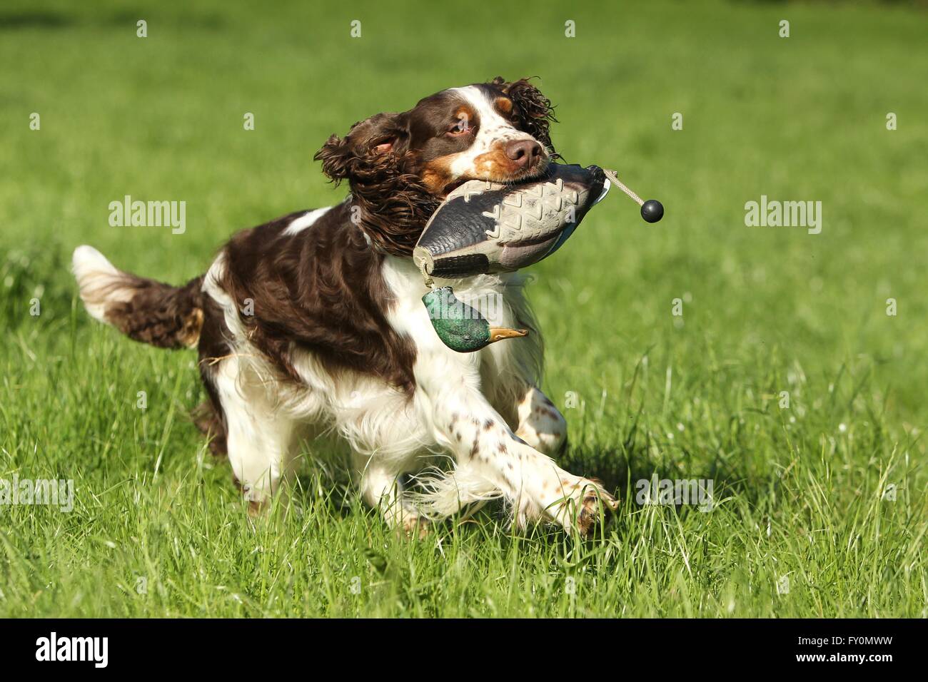 Springer spaniel gun dogs gundogs retrieving dogs hi-res stock ...