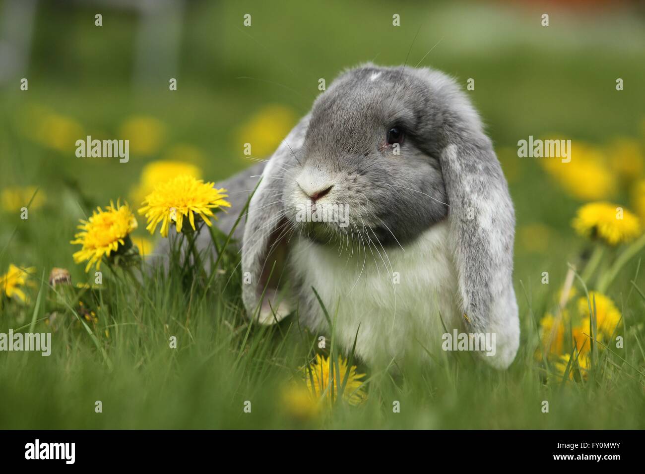 Rabbit ear hi-res stock photography and images - Alamy