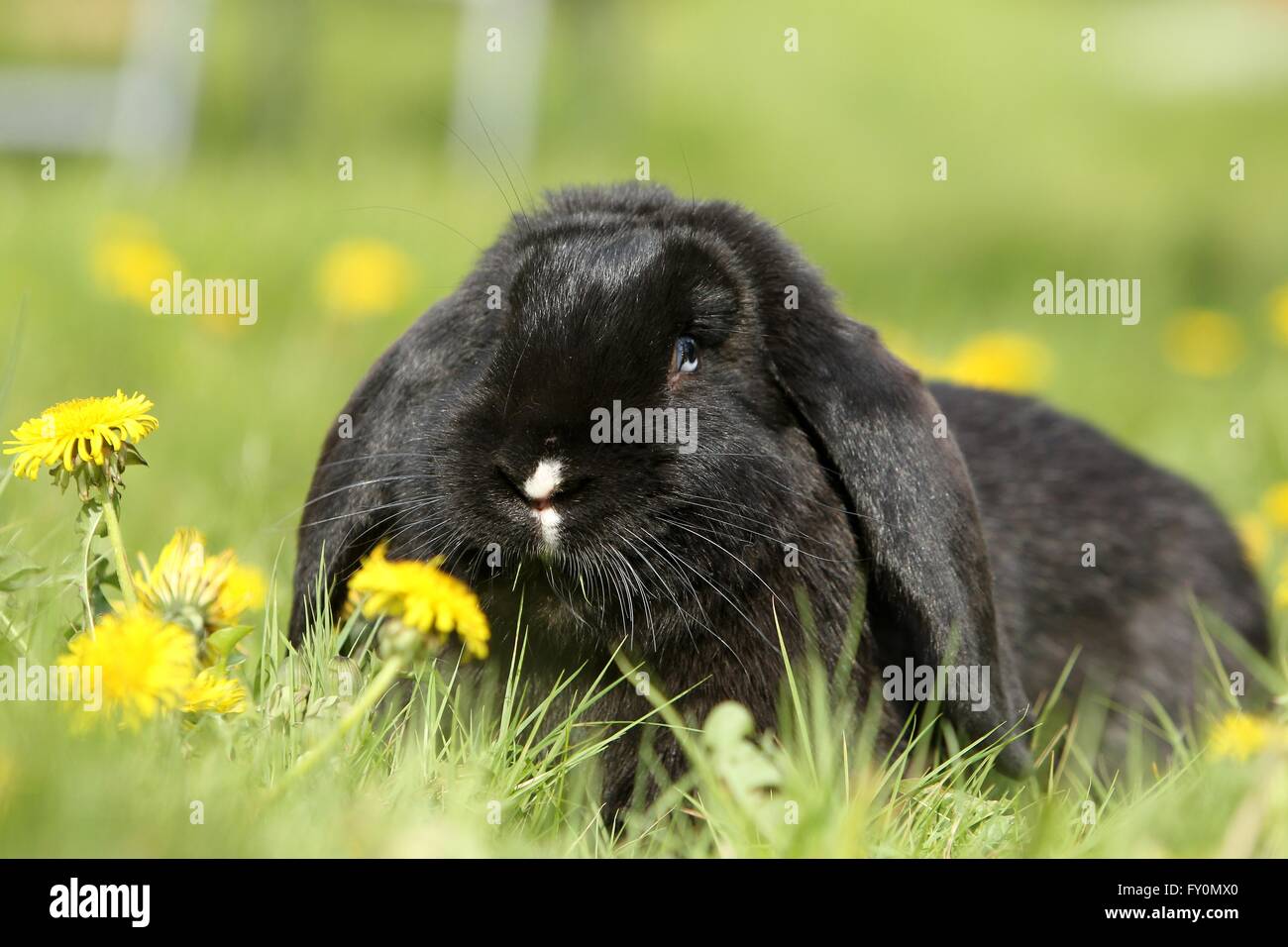 Ear rabbit hi-res stock photography and images - Alamy