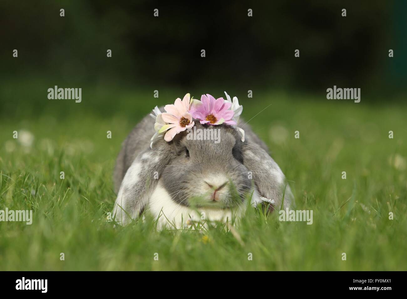 Two rabbits and flowers hi-res stock photography and images - Alamy
