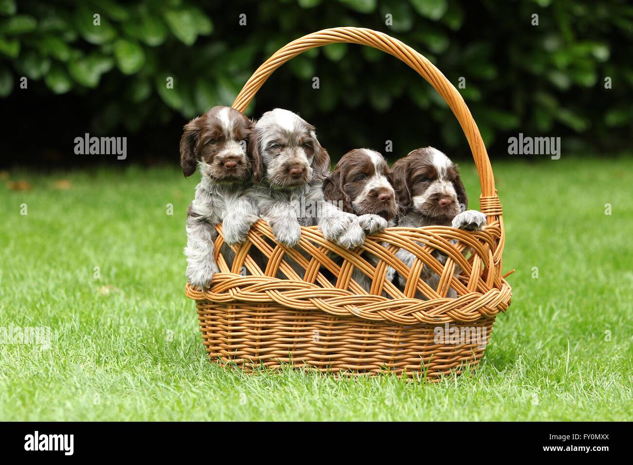 English Cocker Spaniel Puppies Stock Photo - Alamy