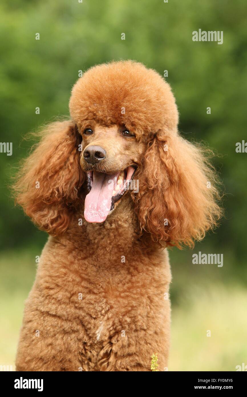 Red poodle hi-res stock photography and images - Alamy