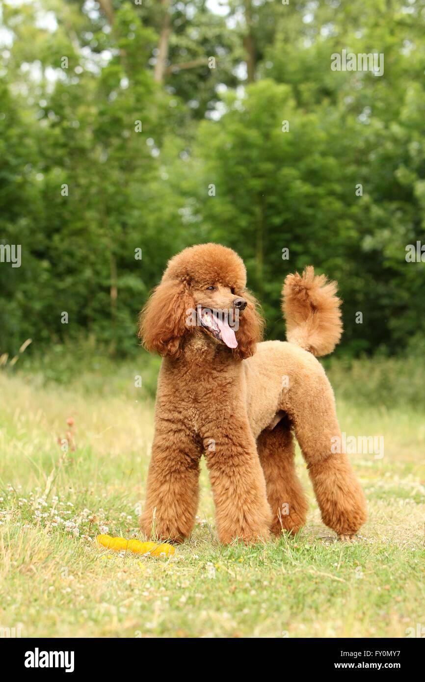 Red poodle hi-res stock photography and images - Alamy
