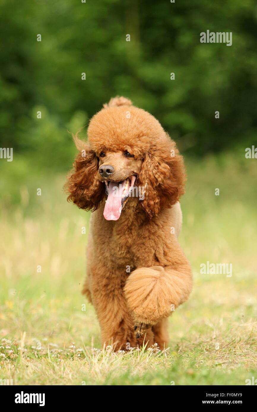 walking Giant Poodle Stock Photo - Alamy