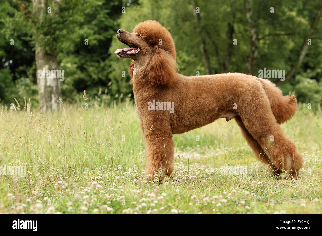 What Is The Weight Of A Standard Poodle