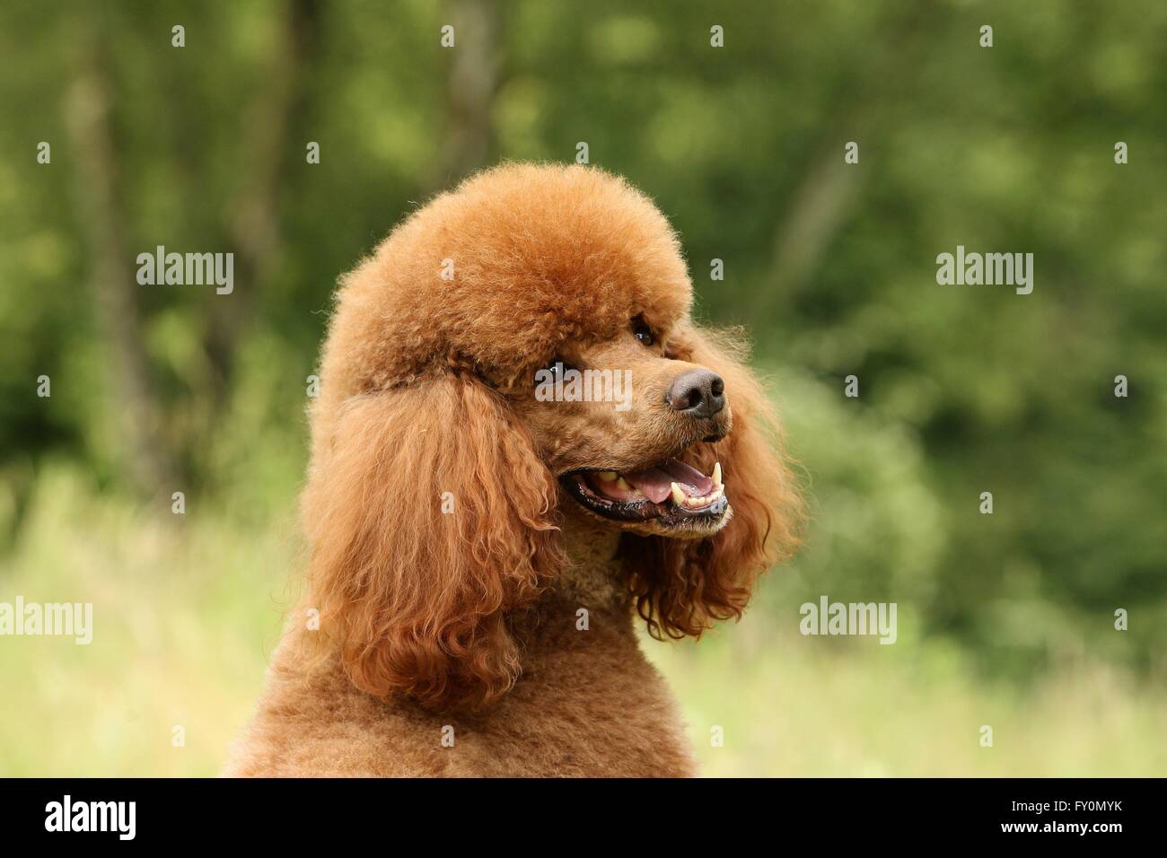 Giant Poodle Portrait Stock Photo - Alamy