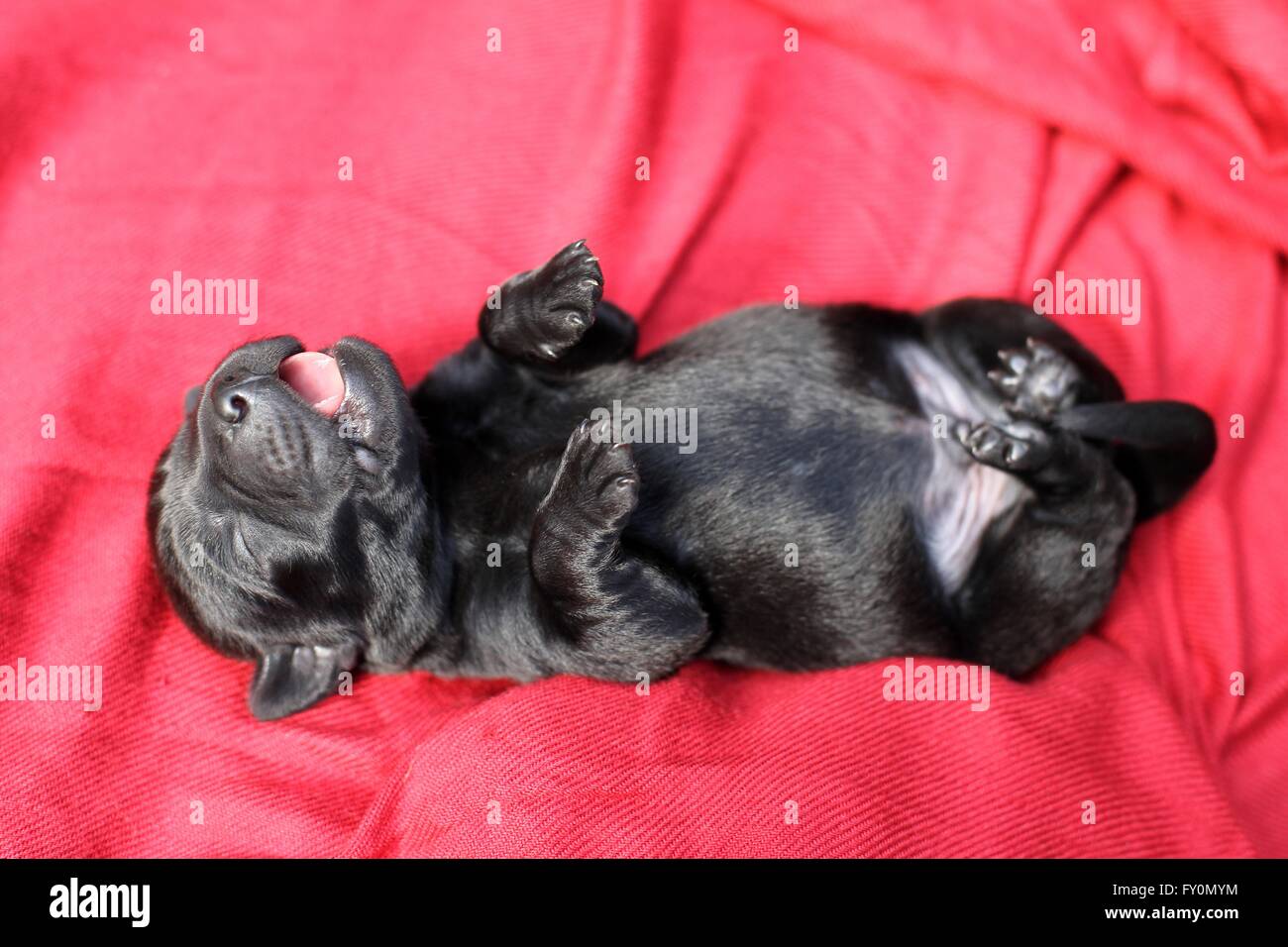 Labrador Retriever Baby Stock Photo - Alamy