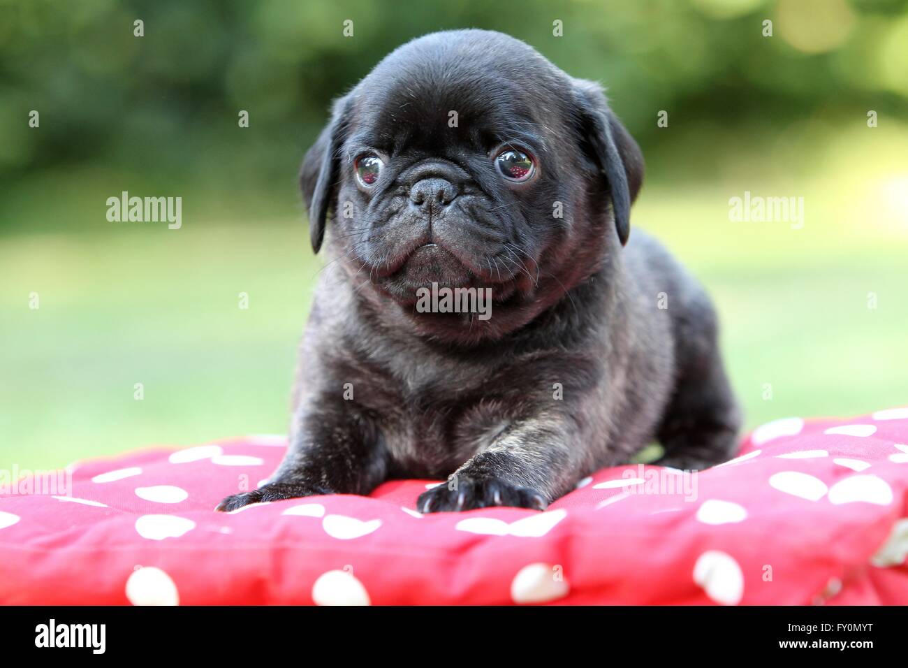 Puppy pads hi-res stock photography and images - Alamy