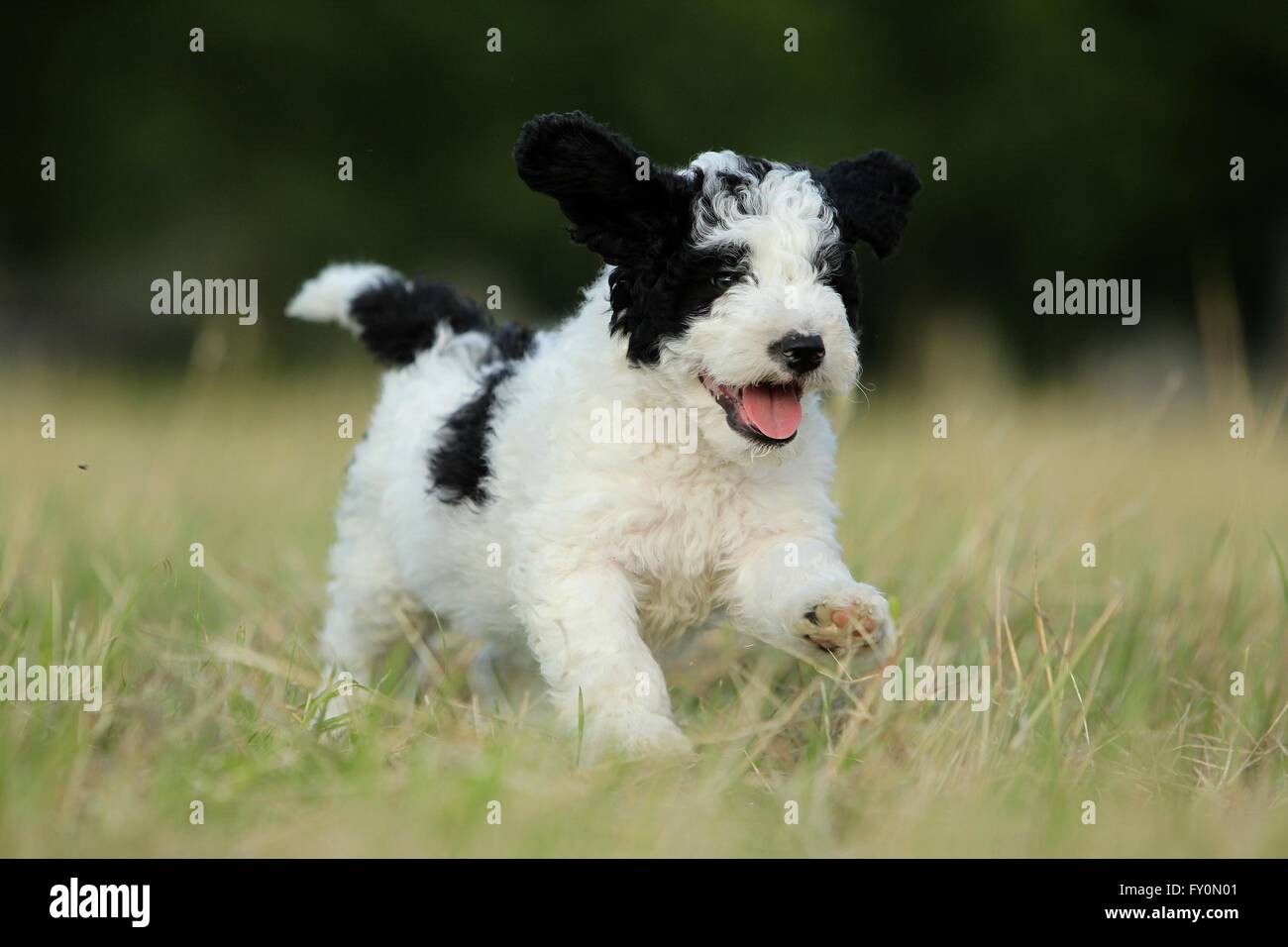 Perro de Agua Espanol Puppy Stock Photo - Alamy