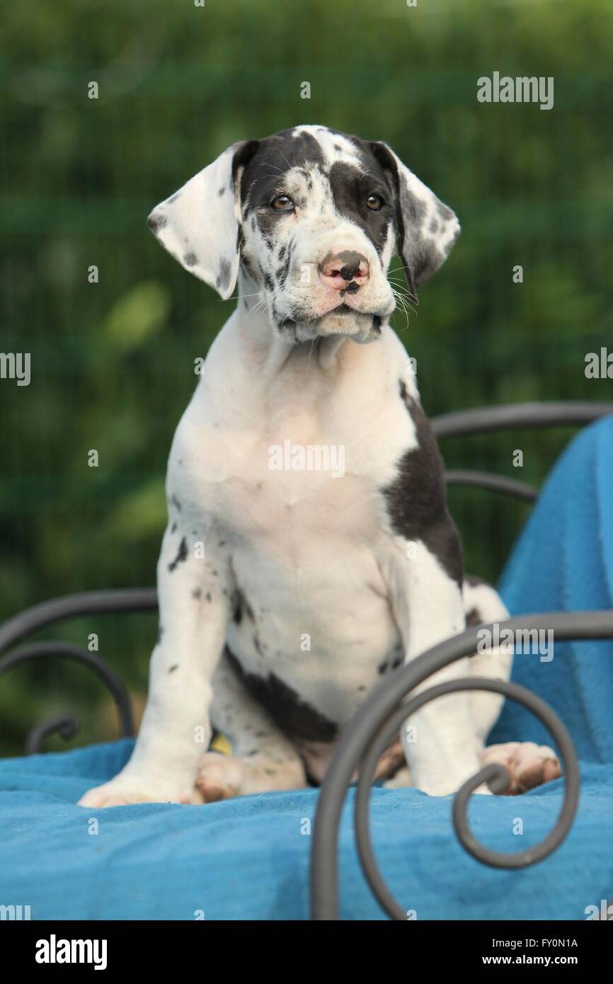Great Dane Puppy Stock Photo - Alamy