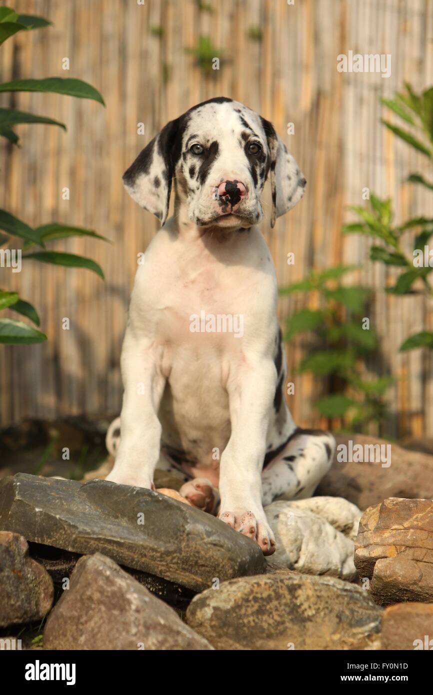 Great Dane Puppy Stock Photo - Alamy