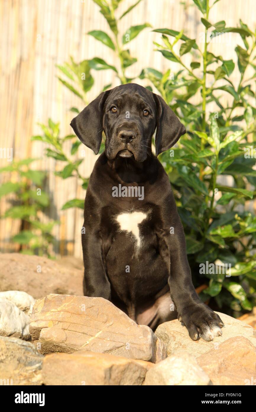 Great Dane Puppy Stock Photo - Alamy