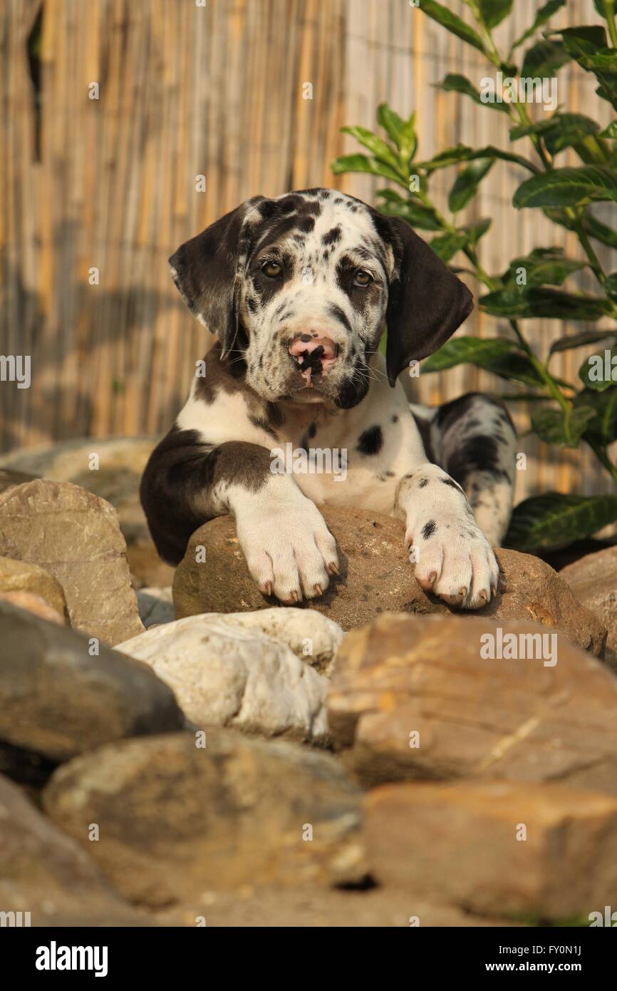 Great Dane Puppy Stock Photo - Alamy