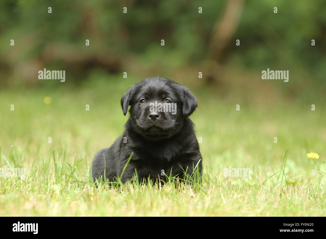 Labrador Retriever Puppy Stock Photo - Alamy