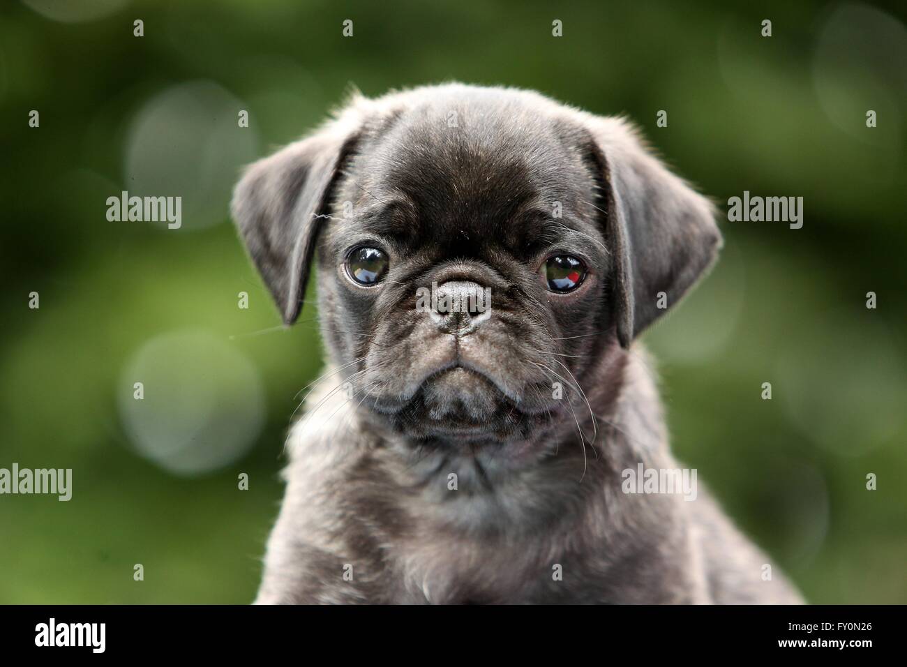 Brindled pug hi-res stock photography and images - Alamy